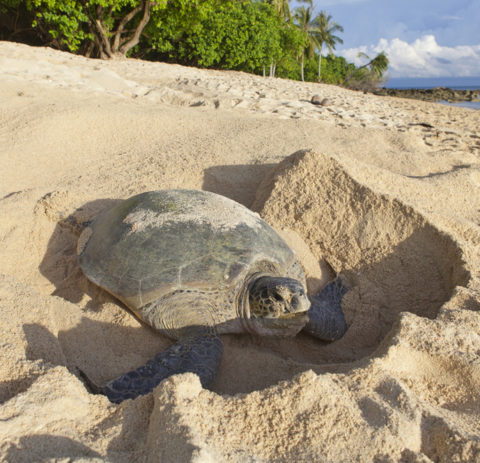 Turtles Surf Spot | Java - Surf Indonesia